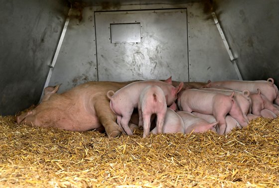 Organic pig farming with rapid field rotation - Pig Progress