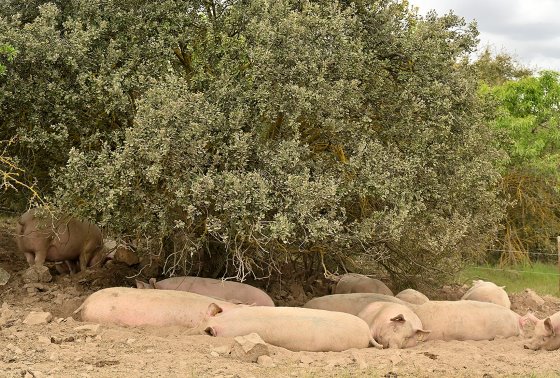 Organic pig farming with rapid field rotation - Pig Progress