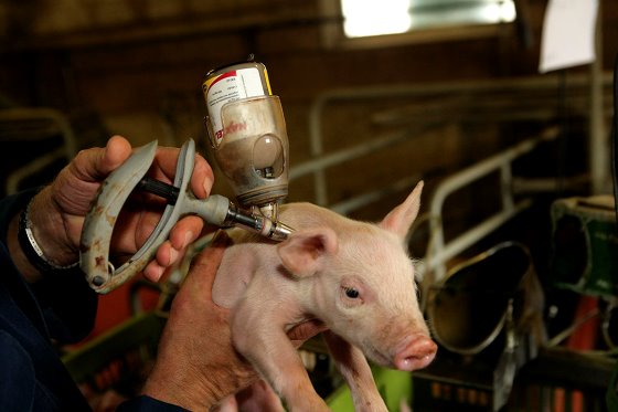 Management tips for reducing antibiotic use - Pig Progress Management tips for reducing antibiotic use - Pig Progress
