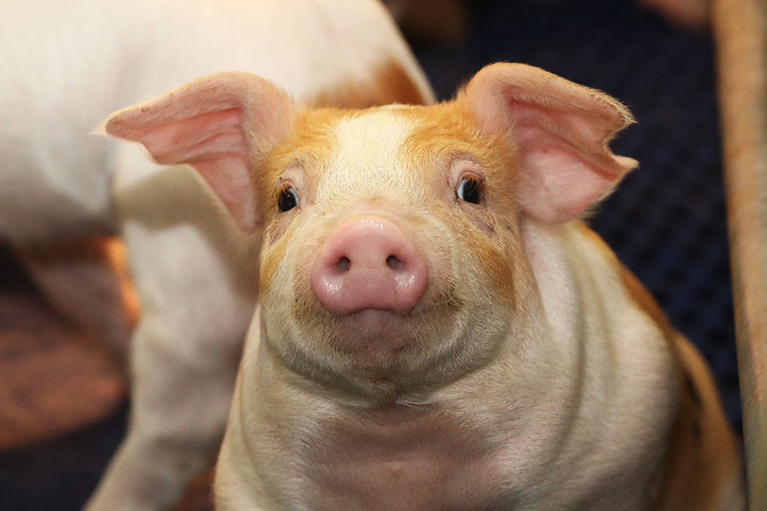 Management tips for reducing antibiotic use - Pig Progress Management tips for reducing antibiotic use - Pig Progress