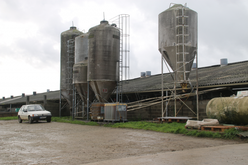 Algae: Reducing antibiotic use in pig production - Pig Progress Algae: Reducing antibiotic use in pig production - Pig Progress