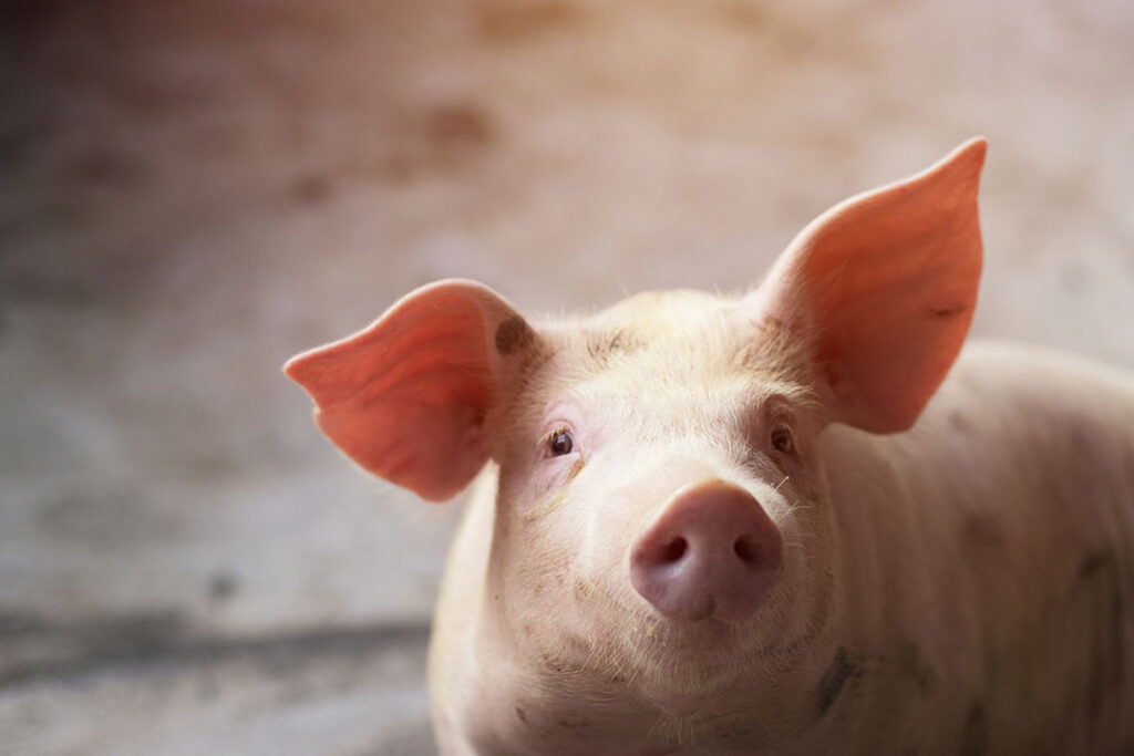 The role of lignans in reducing antibiotic use - Pig Progress The role of lignans in reducing antibiotic use - Pig Progress